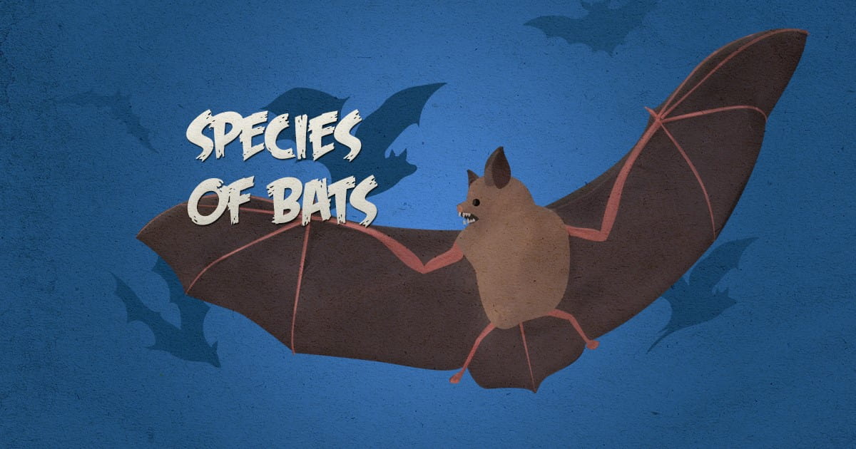 Incredible Facts All About Bats