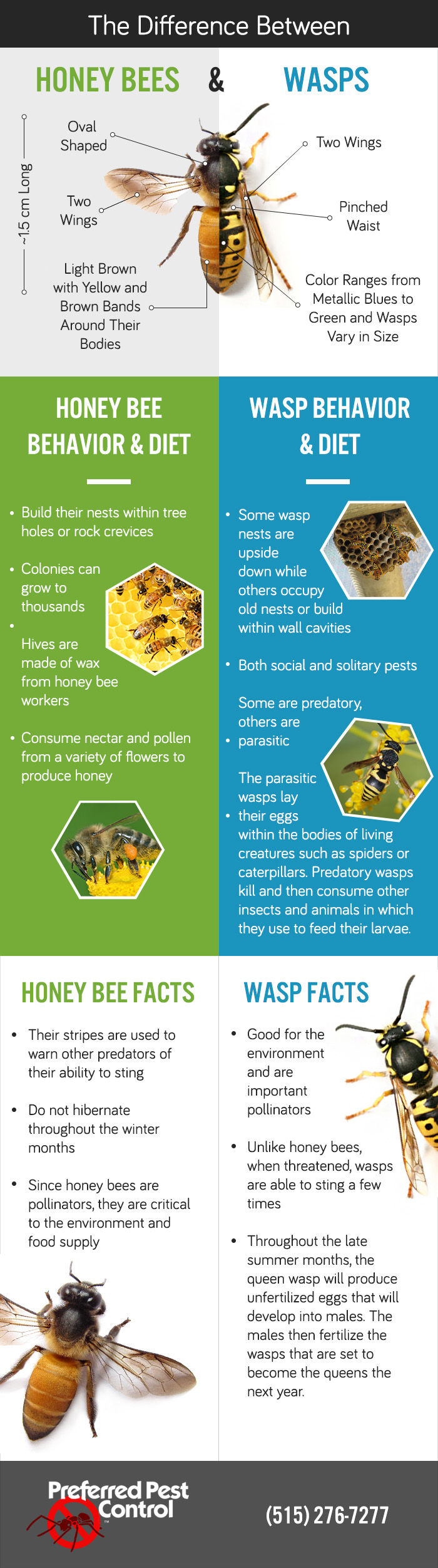 The Difference Between Honey Bees and Wasps
