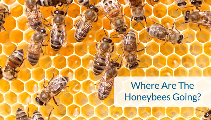 Where Are The Honeybees Going?