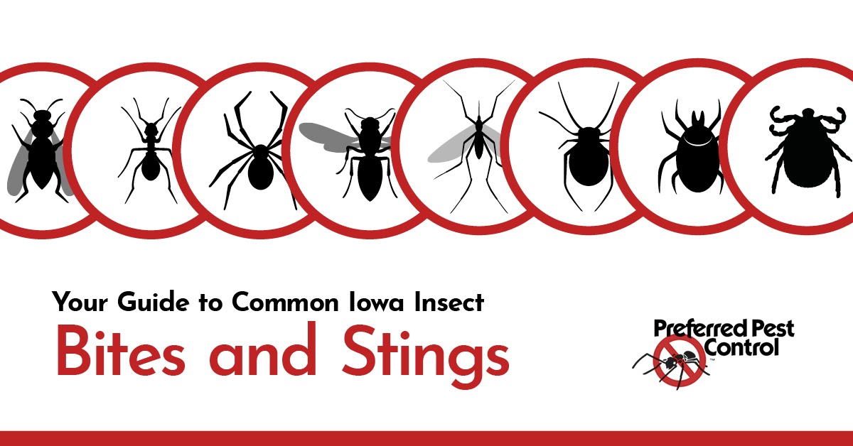 Insects That Bite or Sting: Iowa's Most Common Bug Bites Insects That Bite or Sting: Iowa's Most Common Bug Bites
