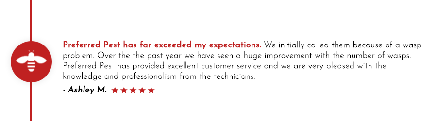 Bee & Wasp Control In Des Moines - Preferred Pest Control