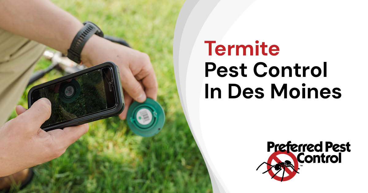 Termite Pest Control In Des Moines - Preferred Pest Control