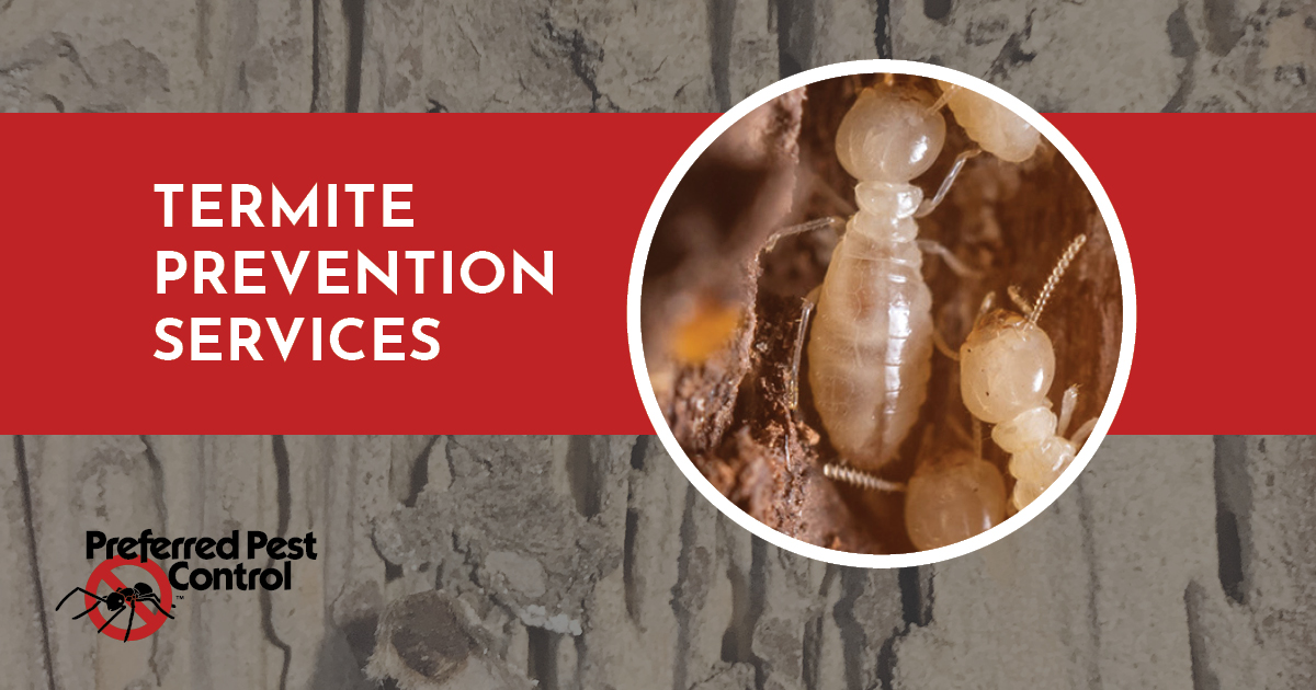 Termite Treatment Prevention | Preferred Pest Control